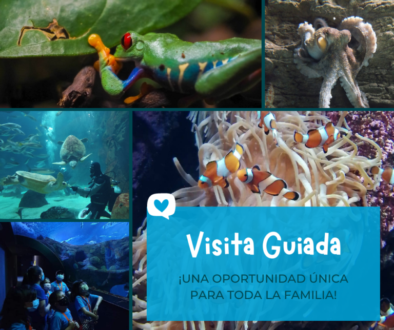 VISITA GUIADA AL ACUARIO – 10 de diciembre – Bioparc Acuario de Gijón