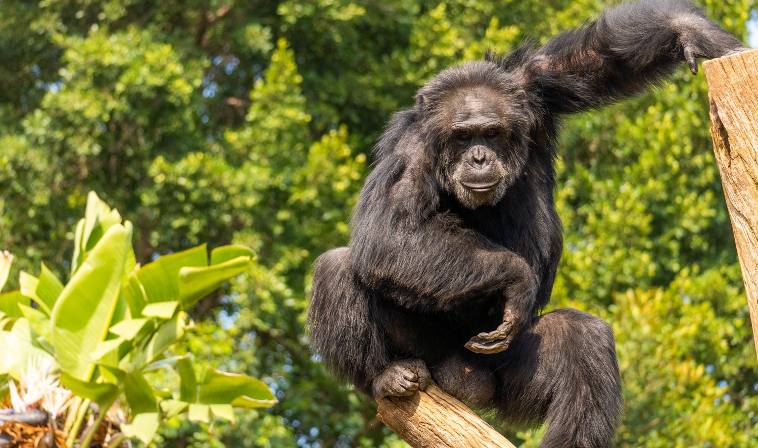DE LAS 500 ESPECIES DE PRIMATES SOLO UNA, LA HUMANA, ABARCA MÁS DEL 99% ...